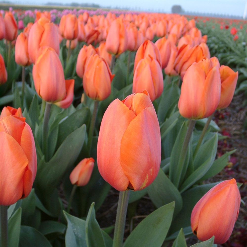 Tulip Orange Balloon | White Flower Farm