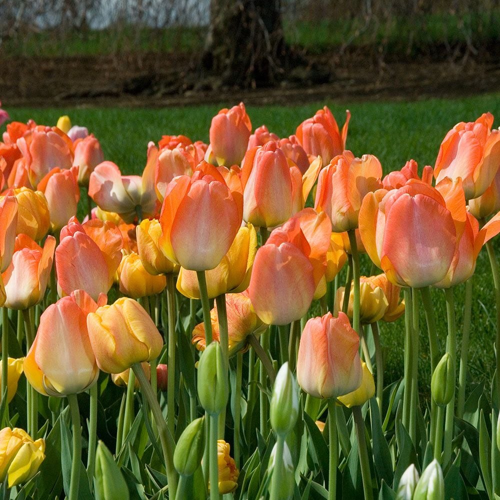 White Flower Farm Orange Perennial Tulip | White Flower Farm