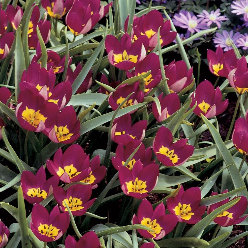 Tulip humilis 'Persian Pearl' | White Flower Farm