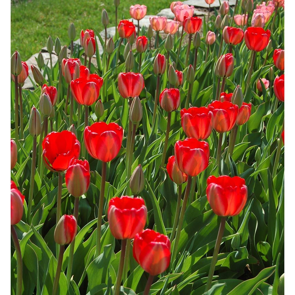 Tulip 'Red Impression' | White Flower Farm