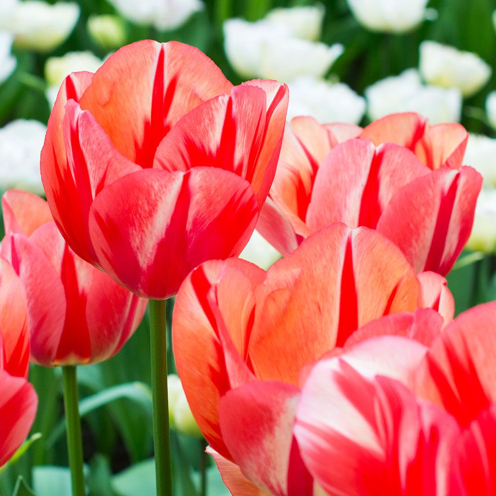 Tulip 'Spryng Break' | White Flower Farm