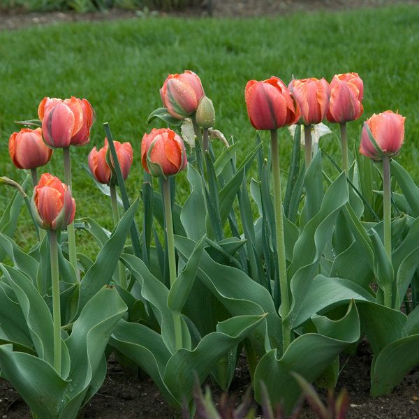 Tulip 'Queensday' | White Flower Farm