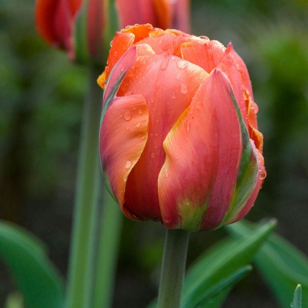 Tulip 'Queensday' | White Flower Farm