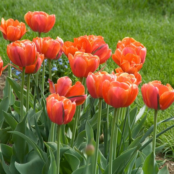 Tulip 'Queensday' | White Flower Farm