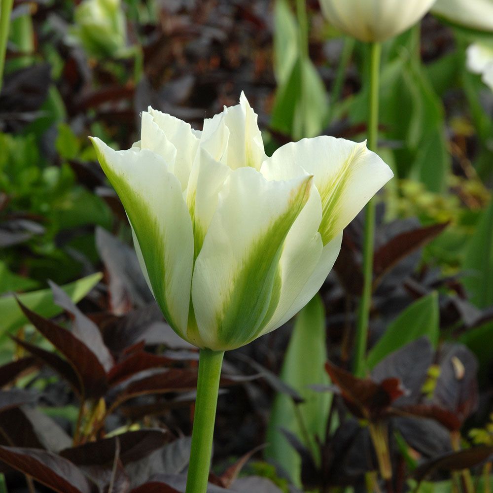 Spring Green Tulip Mix | White Flower Farm