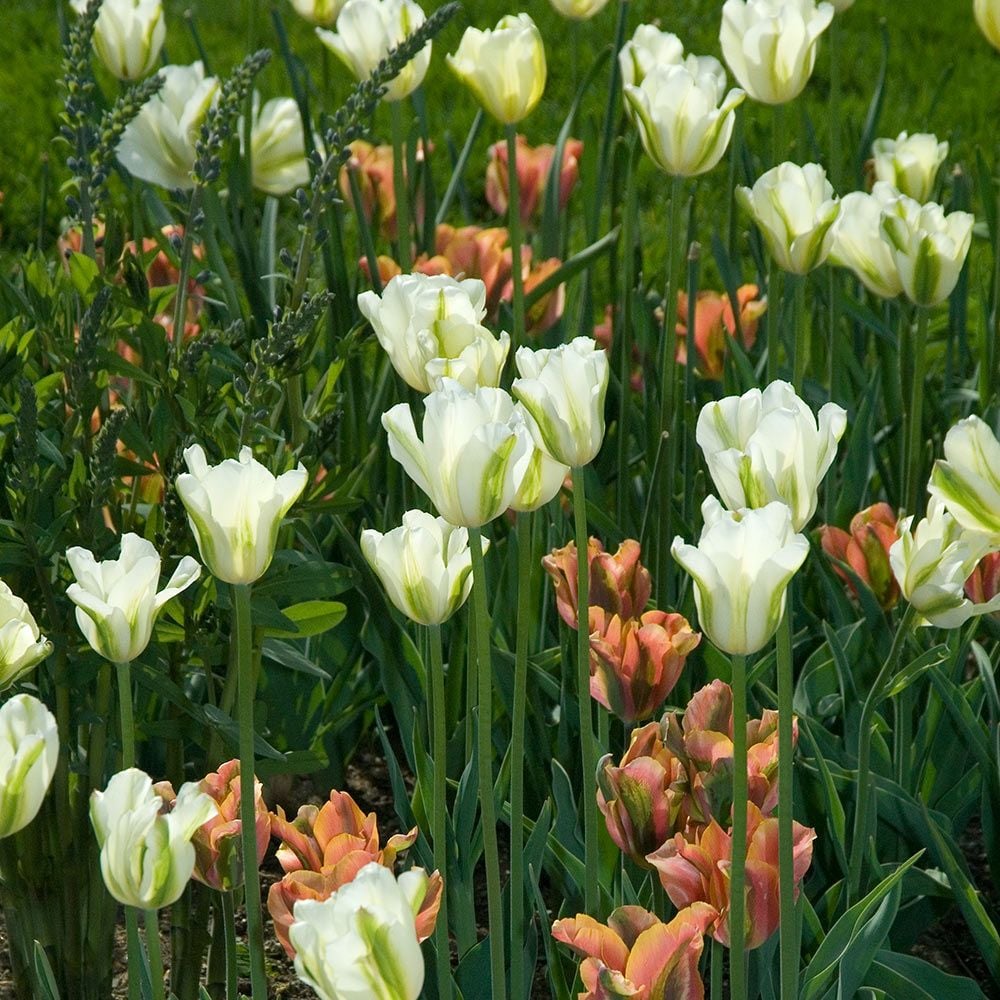 green tulips