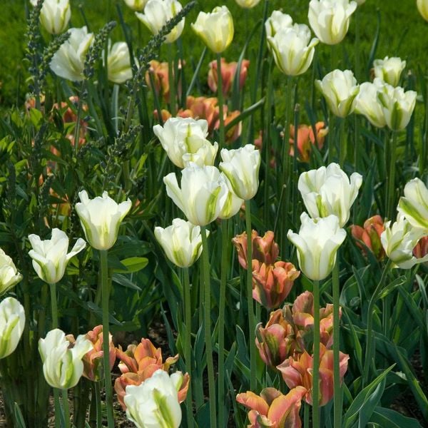 Tulip 'Spring Green' | White Flower Farm