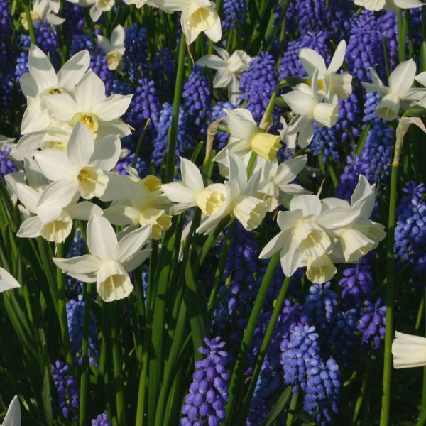 Wanderlust - Narcissus & Muscari Mix | White Flower Farm