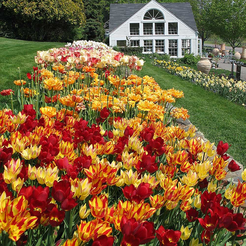 Beefeater Tulip Mix | White Flower Farm