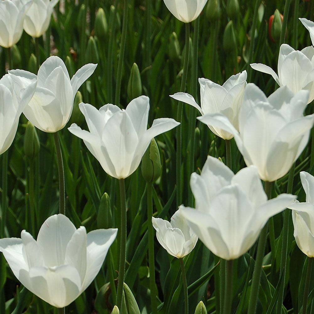 Tulip 'White Triumphator' | White Flower Farm
