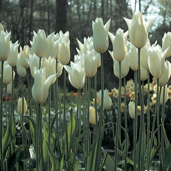 Tulip 'White Triumphator' | White Flower Farm