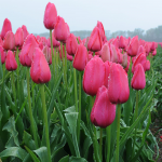 Tulip Wilja | White Flower Farm