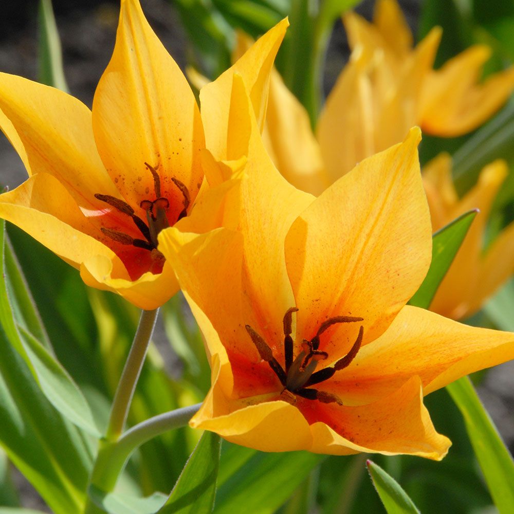 Tulip praestans 'Shogun' | White Flower Farm