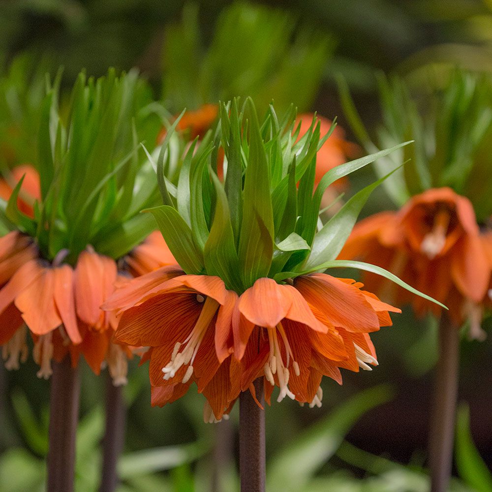 Fritillaria imperialis 'William Rex' | White Flower Farm