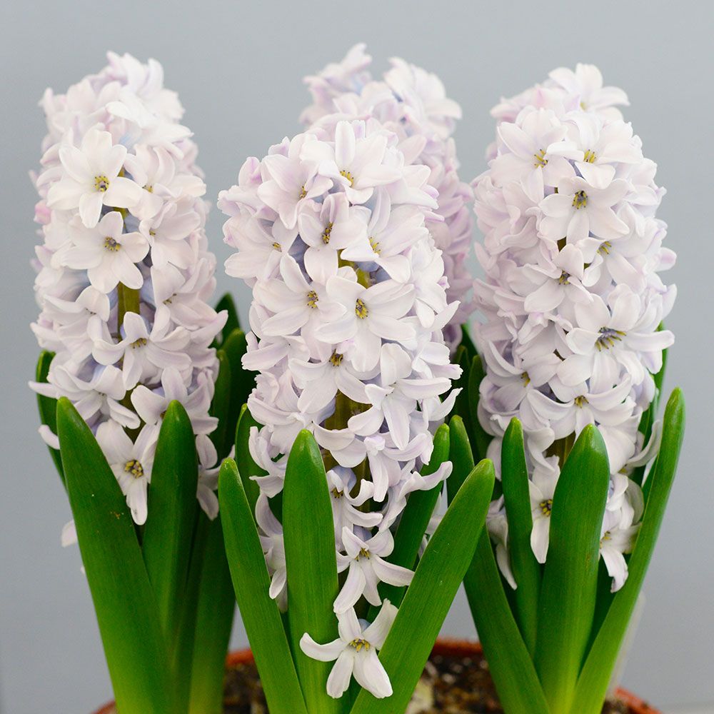 Hyacinthus orientalis 'Silverstone' | White Flower Farm