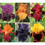 Iris, Iris Bulbs & More | White Flower Farm