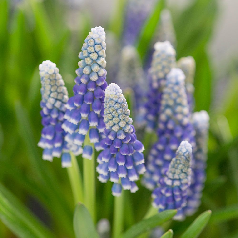 Muscari armeniacum 'Helena' | White Flower Farm