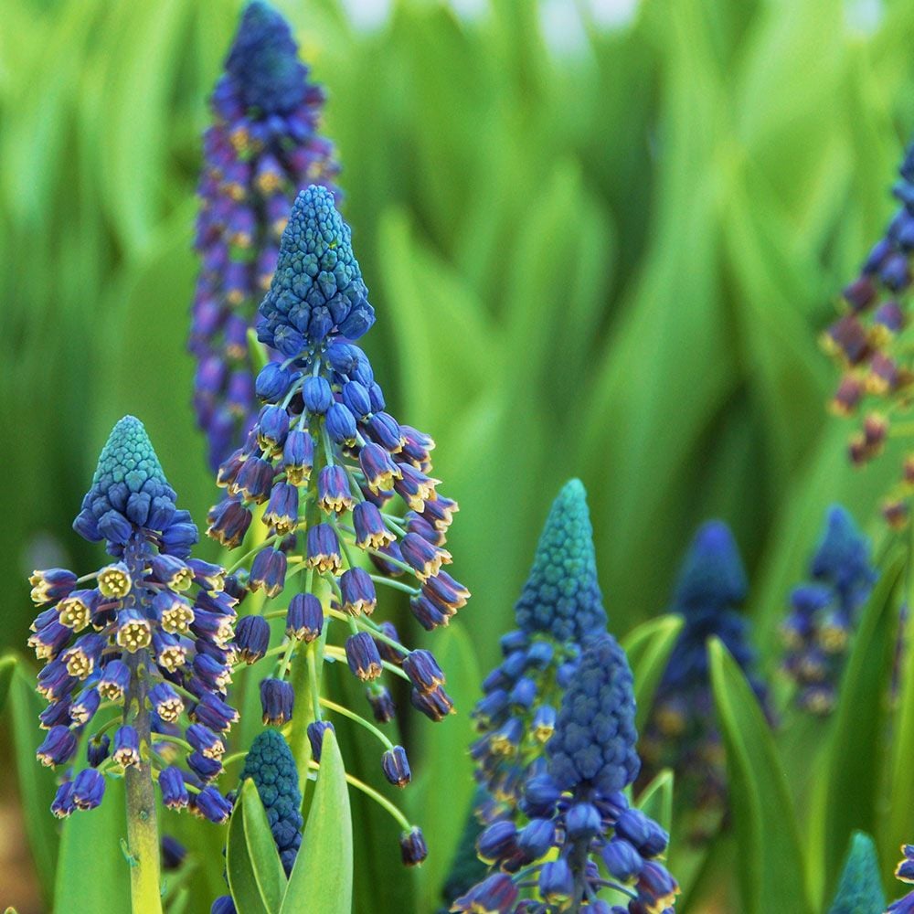 Muscari Paradoxum