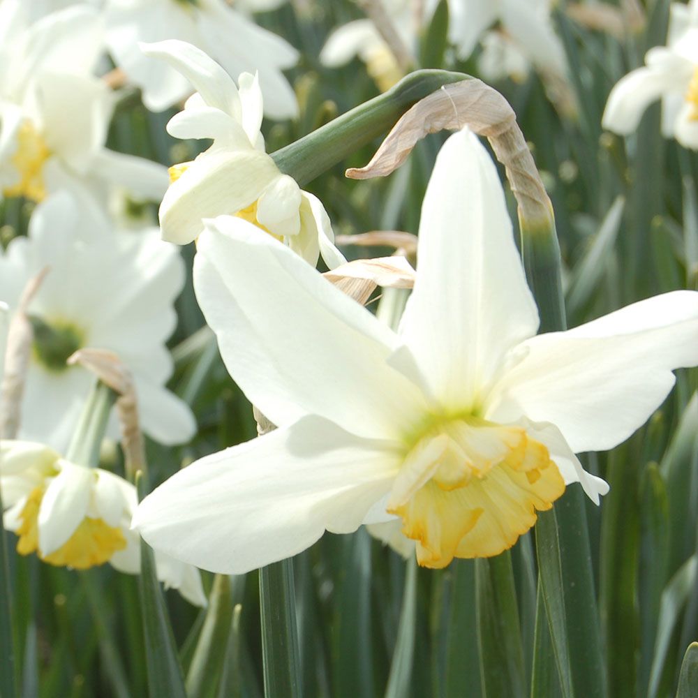 Narcissus Eleanor Auchincloss | White Flower Farm