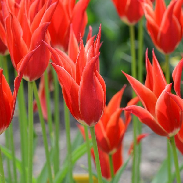 Tulip 'Aladdin' | White Flower Farm