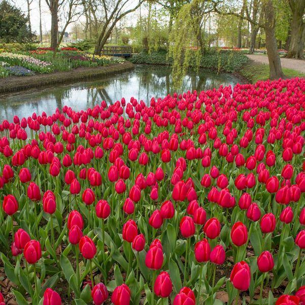 Tulip 'Cherry Delight' | White Flower Farm