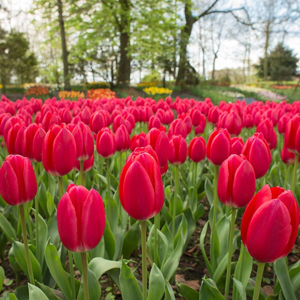 Tulip 'Cherry Delight' | White Flower Farm