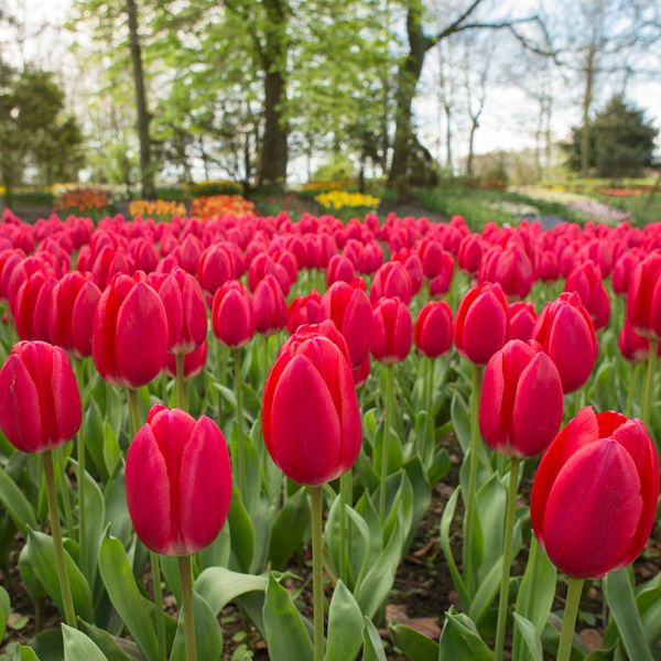 Tulip 'Cherry Delight' | White Flower Farm