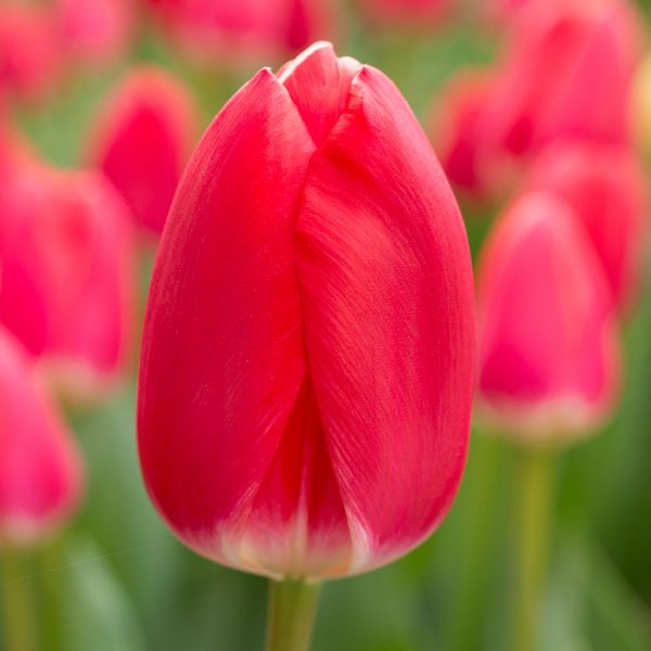 Tulip 'Cherry Delight' | White Flower Farm