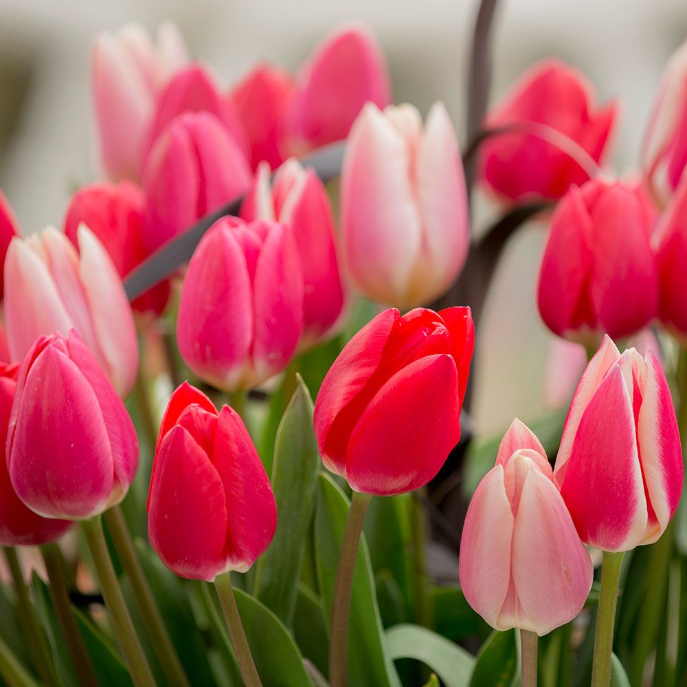 Tulip Delight Mix | White Flower Farm