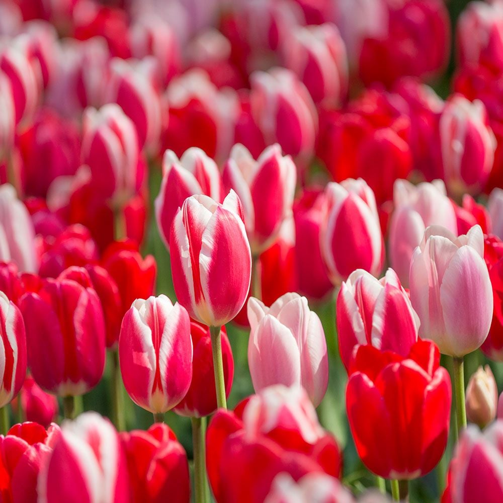 Tulip Delight Mix | White Flower Farm