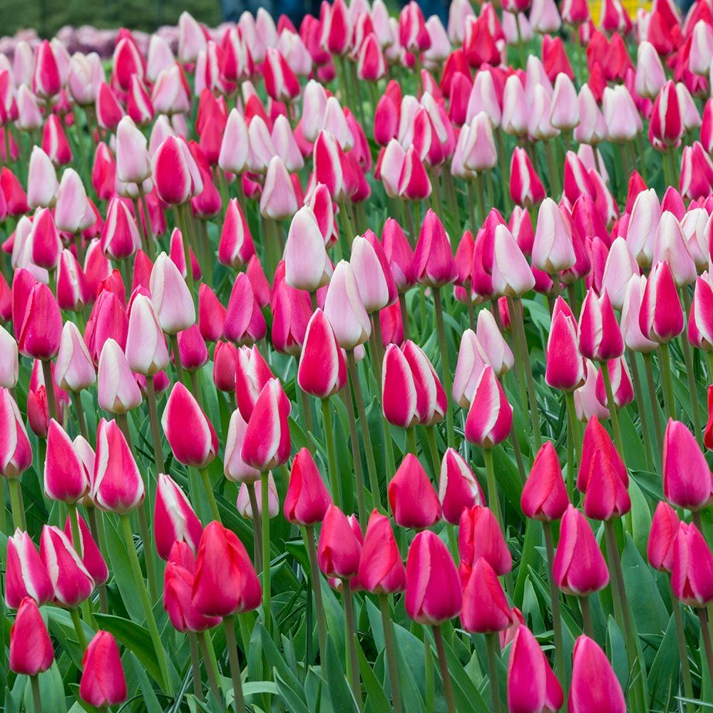 Tulip Delight Mix | White Flower Farm