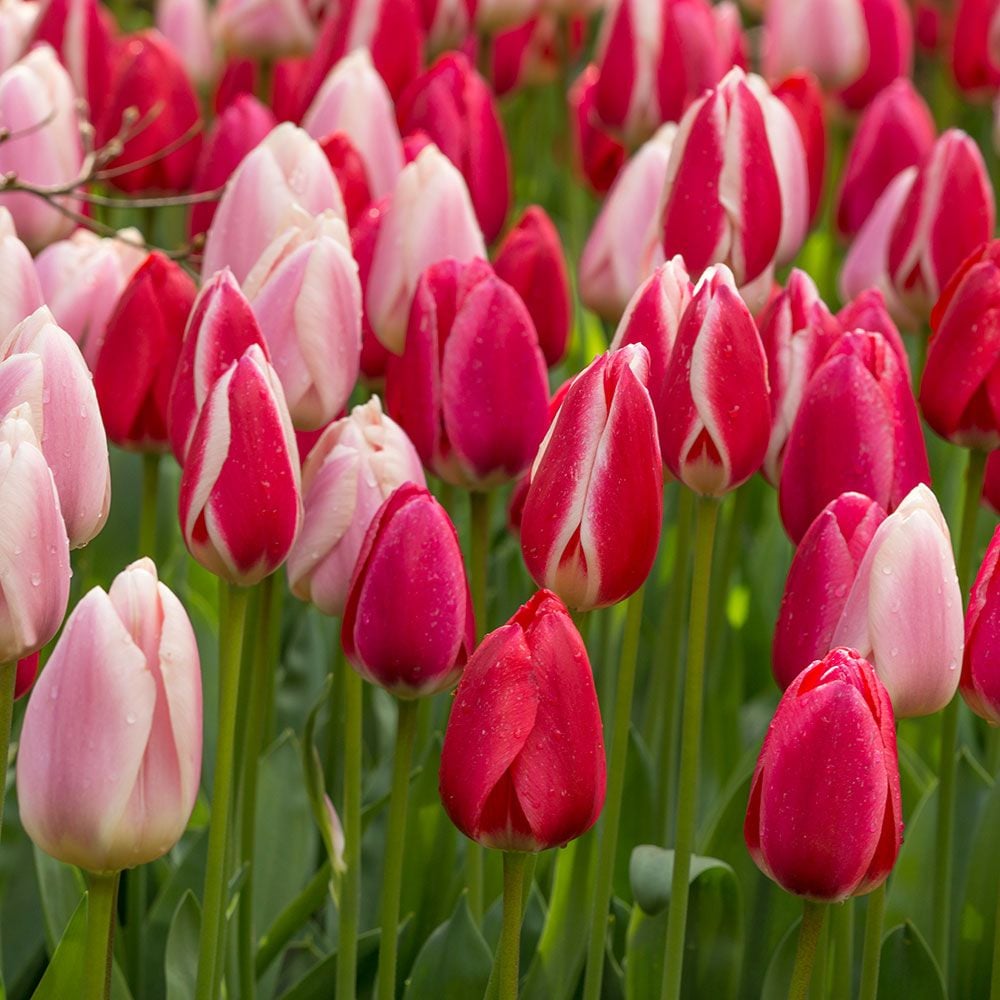 Tulip Delight Mix | White Flower Farm