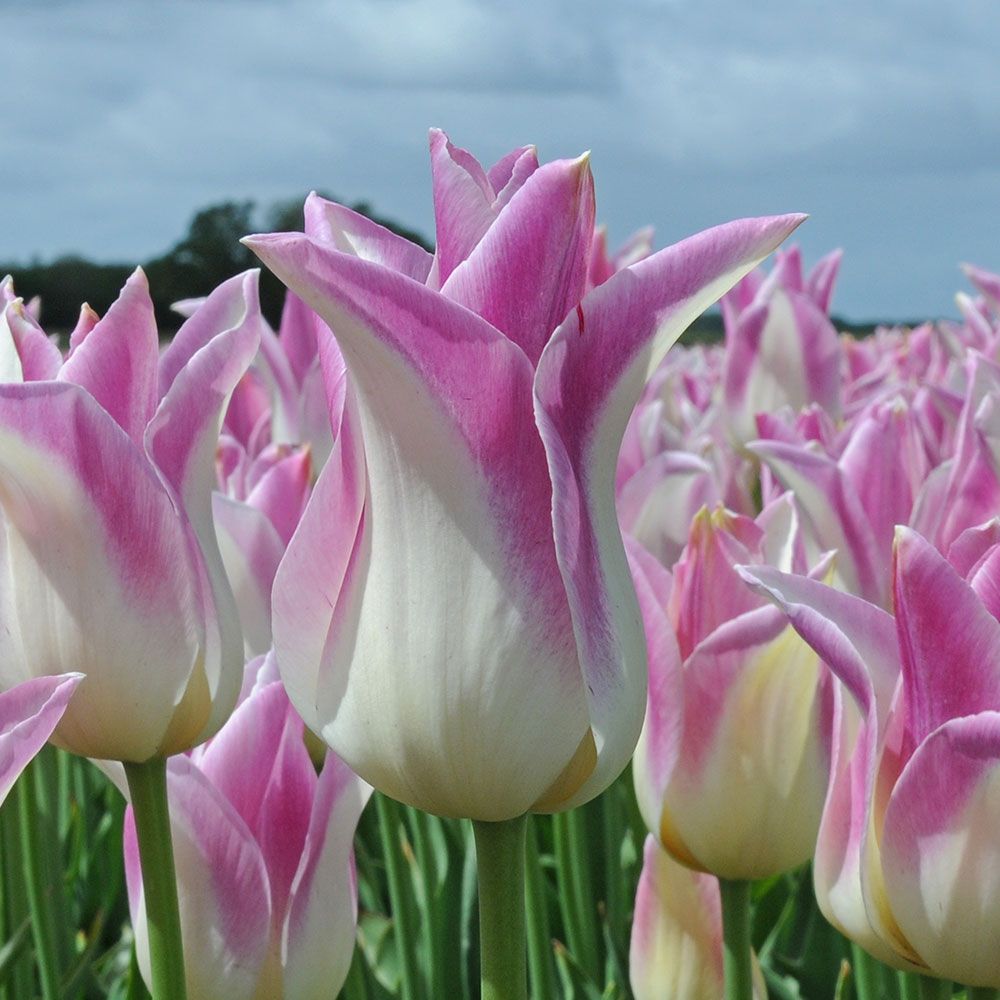 Tulip 'Elegant Lady' | White Flower Farm