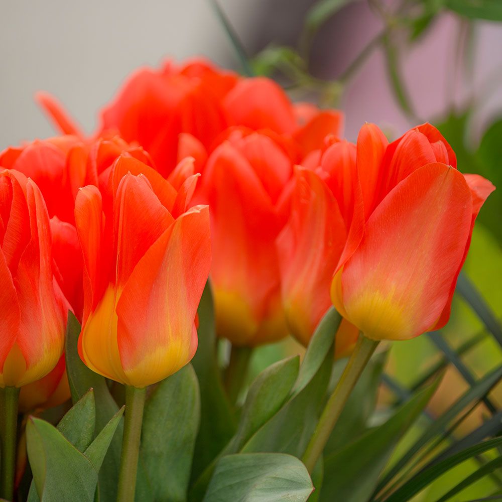 Tulip 'Oracle' | White Flower Farm