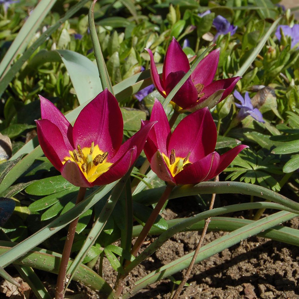 Tulip humilis 'Persian Pearl' | White Flower Farm