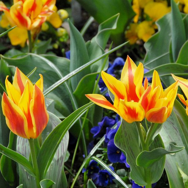 Tulip 'Winnipeg' | White Flower Farm