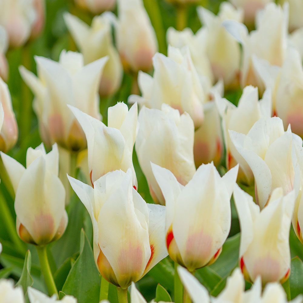 Tulip 'Janet' | White Flower Farm