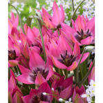 Tulip Annika | White Flower Farm