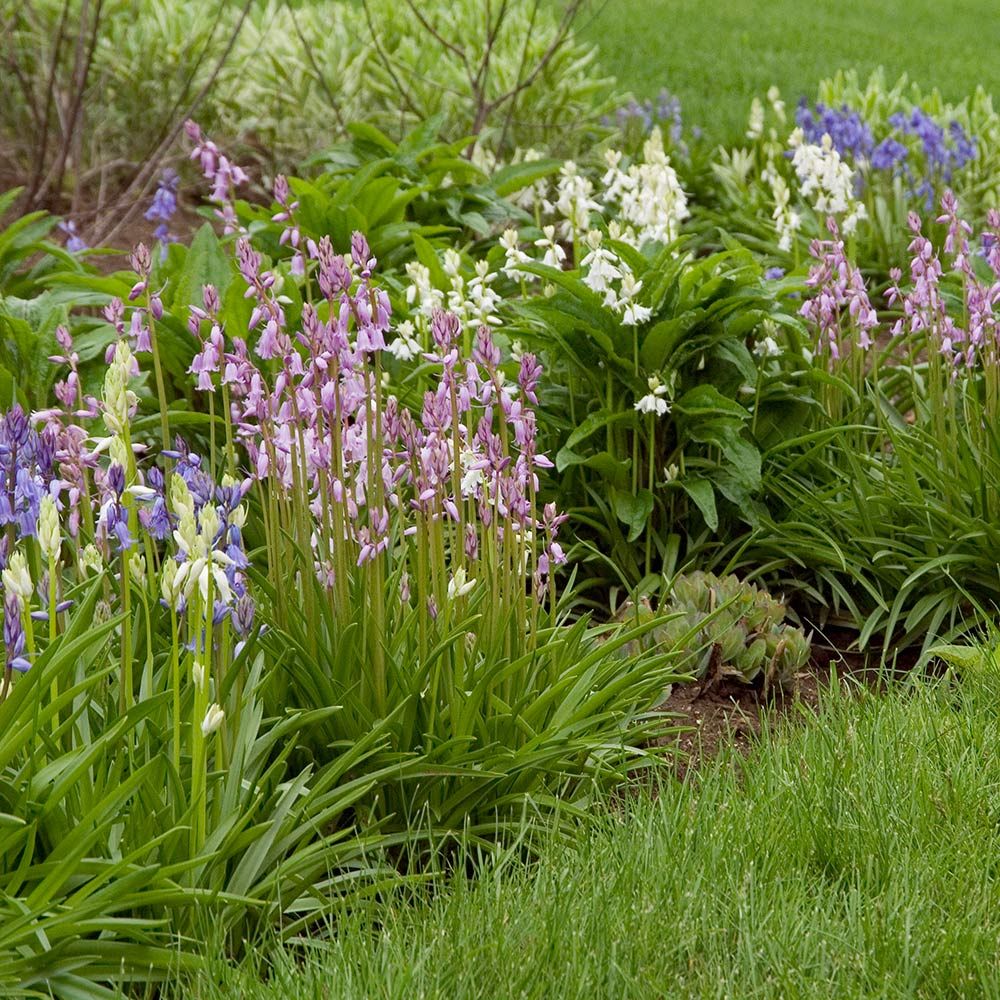 Spanish Bluebells Mix | White Flower Farm
