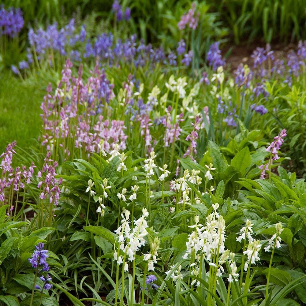 Spanish Bluebells Mix | White Flower Farm