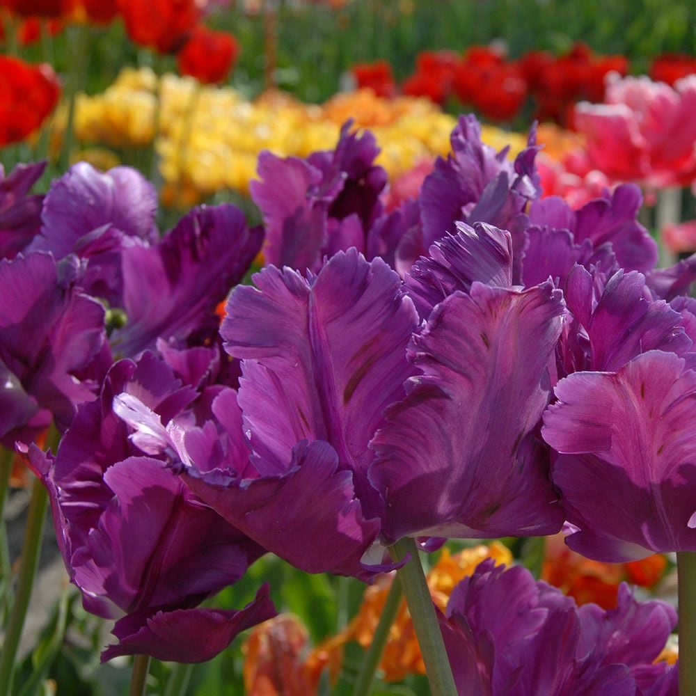 Tulip 'Parrot Negrita' | White Flower Farm