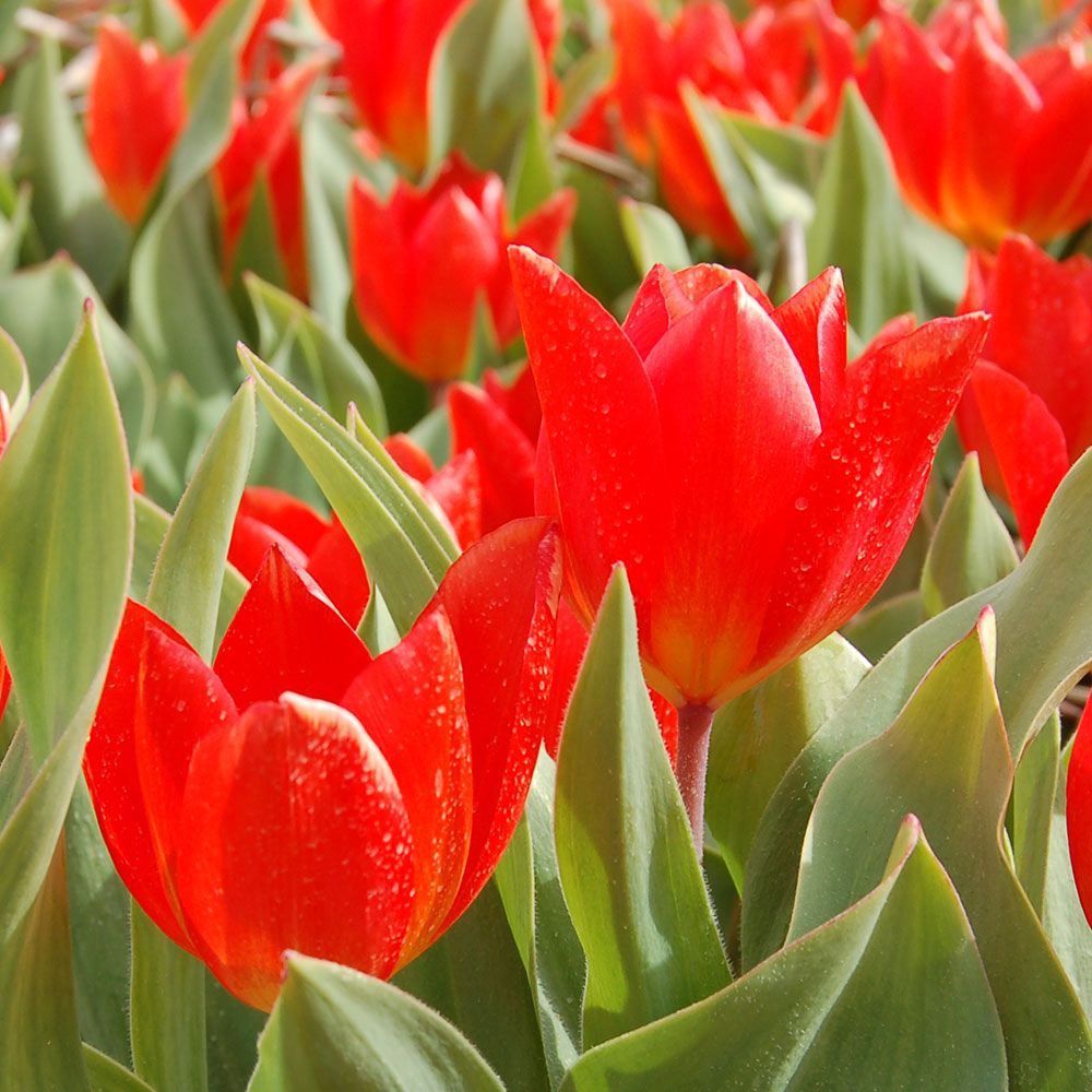 Tulip praestans 'Fusilier' | White Flower Farm