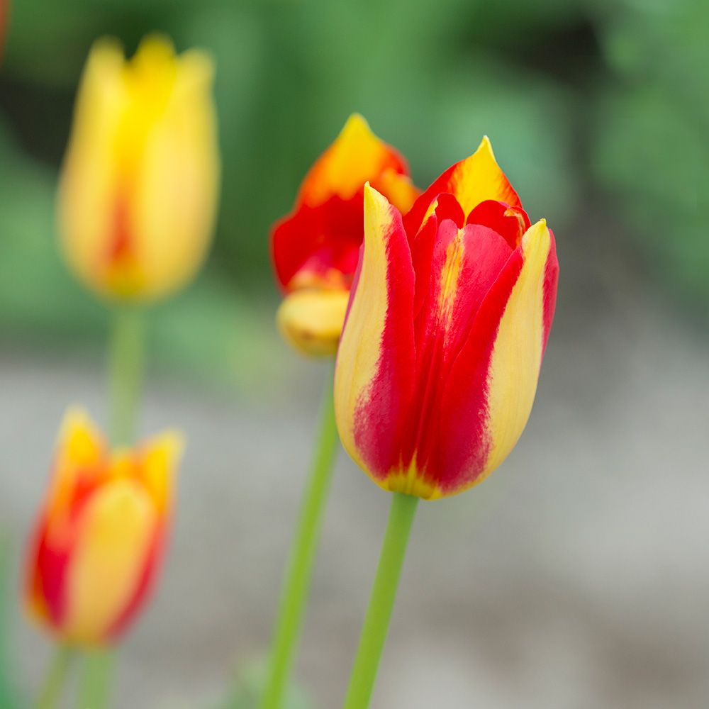 Tulip 'Dancing Fairy' | White Flower Farm