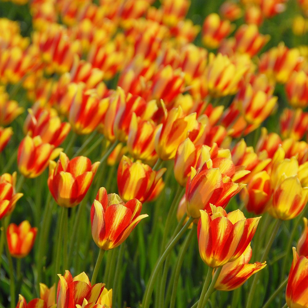 Tulip 'Dancing Fairy' | White Flower Farm