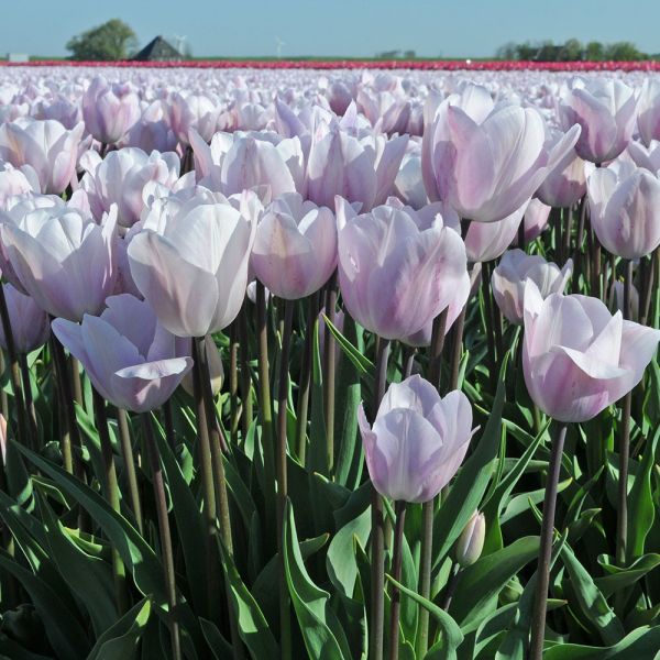 Tulip 'Silver Cloud' | White Flower Farm