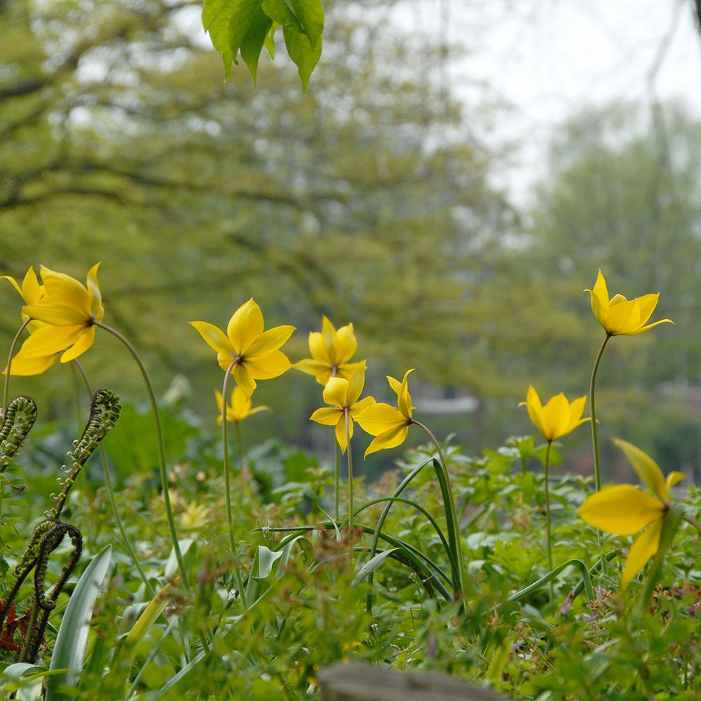 Tulip sylvestris | White Flower Farm