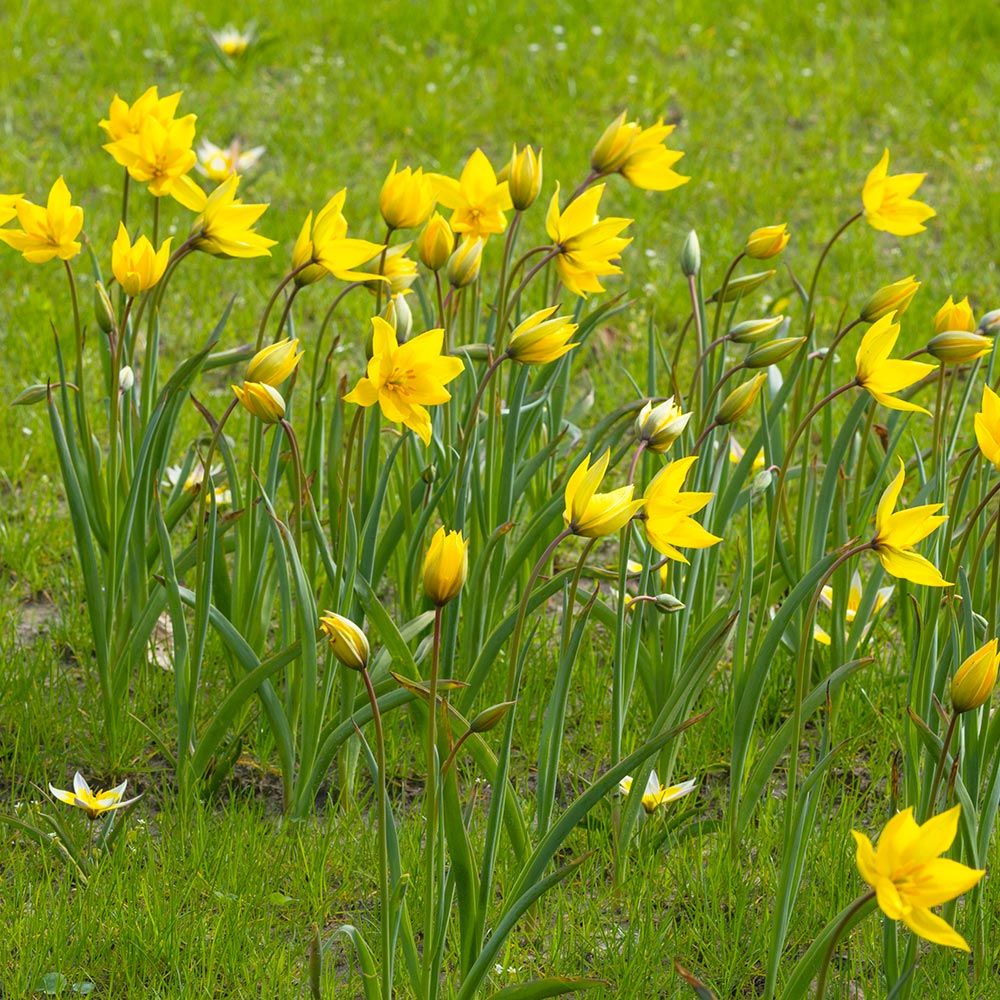 Tulip sylvestris | White Flower Farm