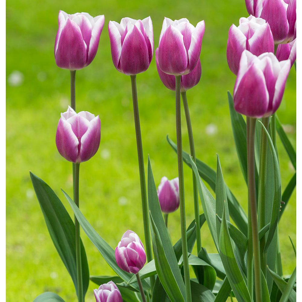 Tulip 'Synaeda Blue' | White Flower Farm