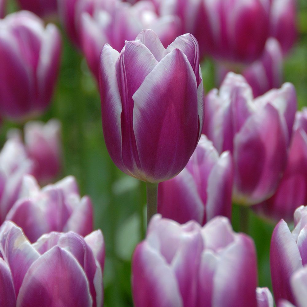 Tulip 'Synaeda Blue' | White Flower Farm