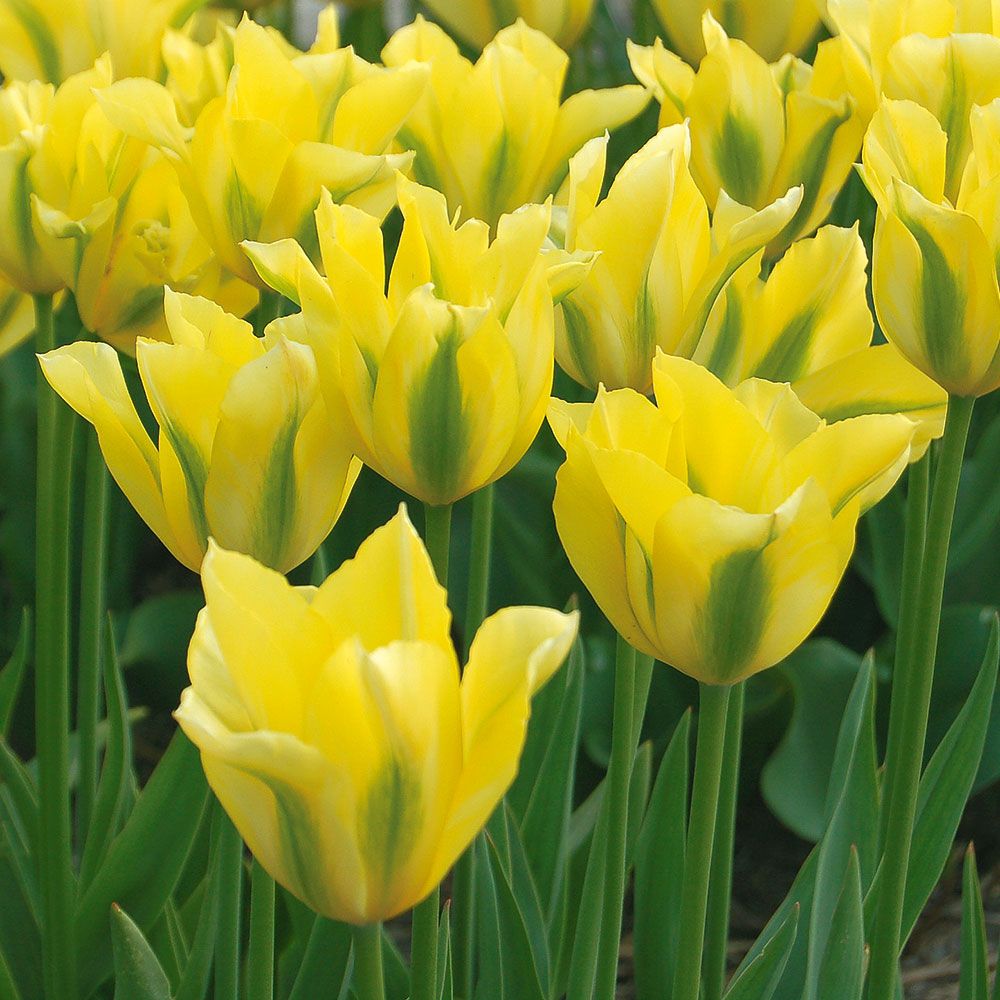 Spring Green Tulip Mix | White Flower Farm